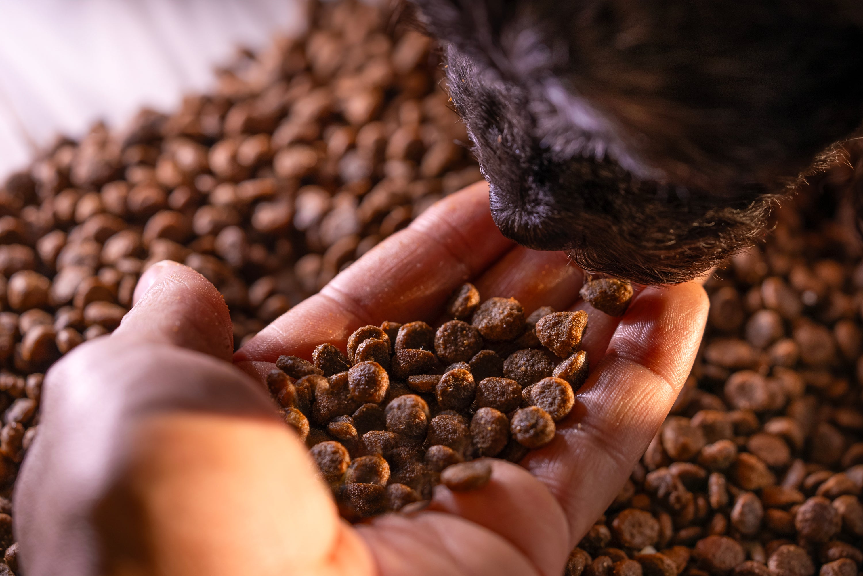 BRAVERY – Bravery Pet Food